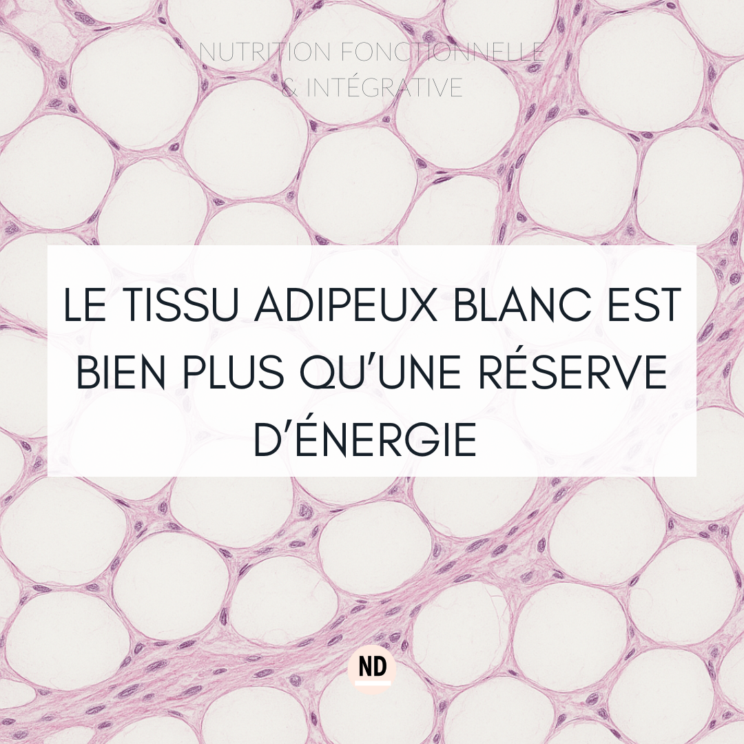 Le tissu adipeux : un organe clé bien plus qu'un simple stockage de ...